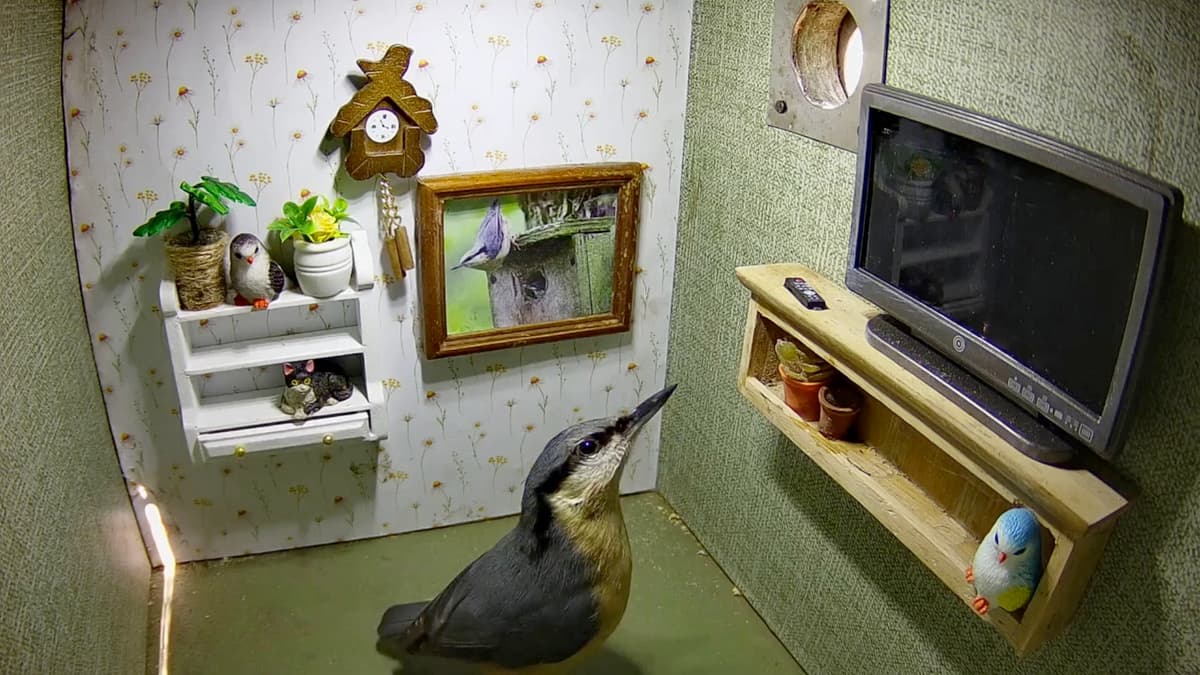 Creature comforts: Bird box given quirky makeover by wildlife champion ...
