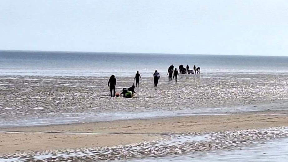 Fresh Concerns Over Saundersfoot Seabed Shellfish 'Scavengers' | tenby ...