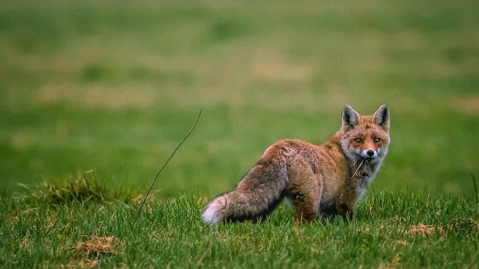 New Figures Reveal Fox Hunting Impact on Welsh Communities | tenby ...