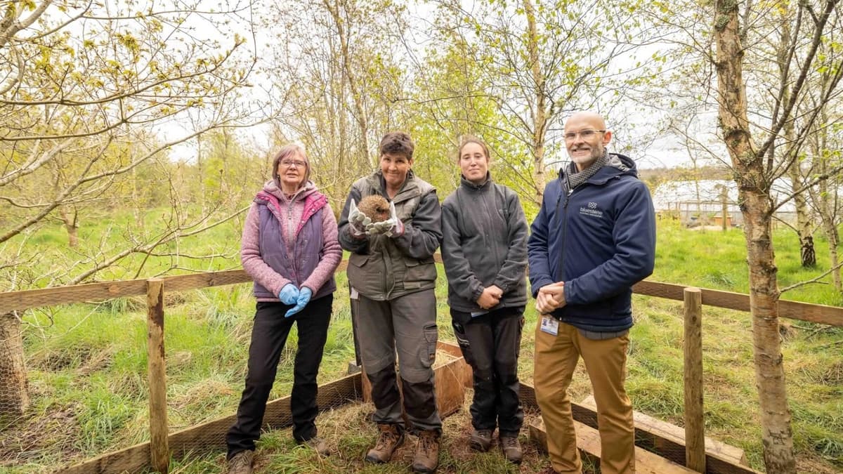 Pembrokeshire Hogspital and Bluestone Foundation's hedgehog rescue ...
