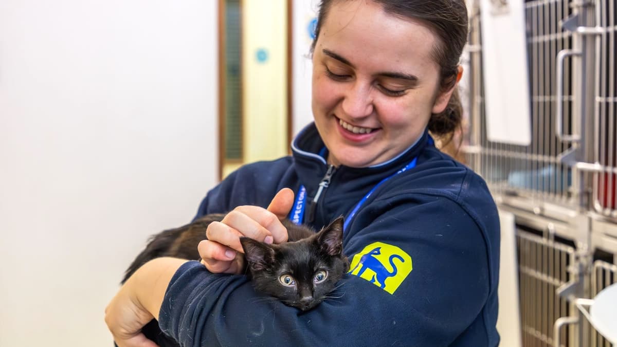 RSPCA Cymru volunteers celebrated for their dedication and impact ...