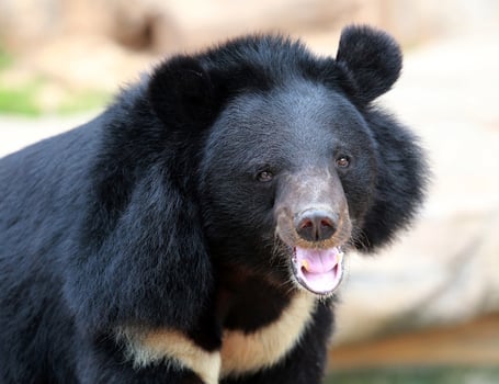 WATCH: Critically endangered moon bears find new home at Manor Wildlife ...