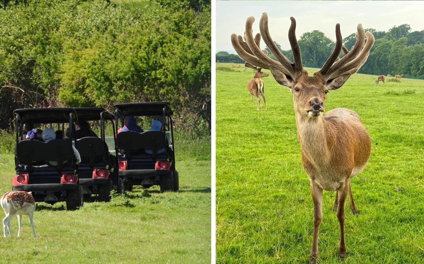 Top TripAdvisor accolade for Great Wedlock Farm and Deer Park | tenby ...