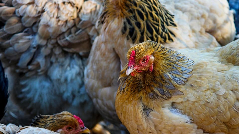 Poultry producers gains approval for Pembrokeshire expansion | tenby ...