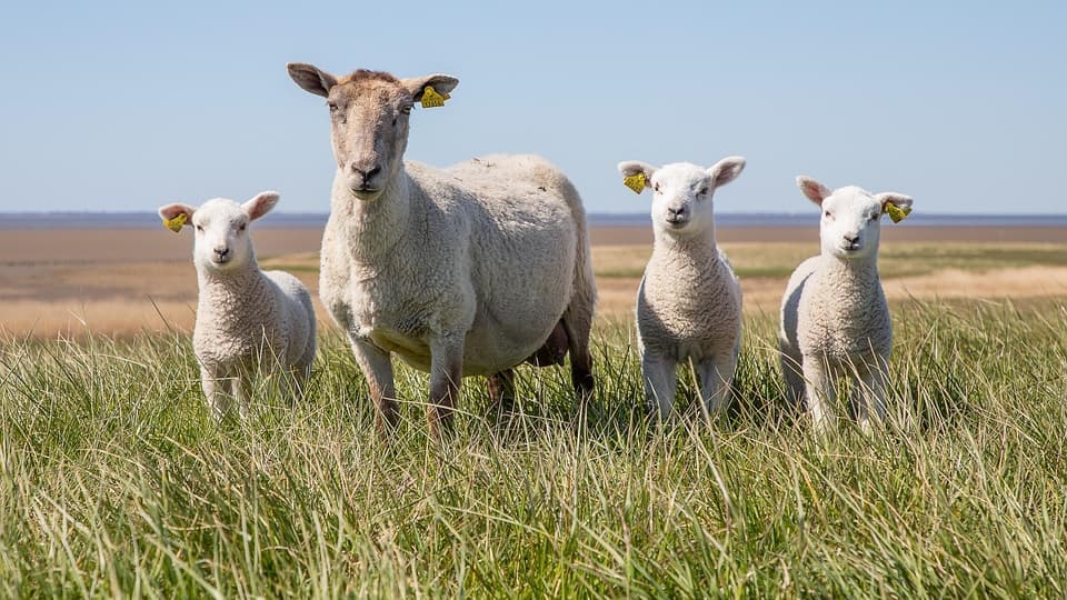 NSA launches survey on sheep worrying by dogs | tenby-today.co.uk