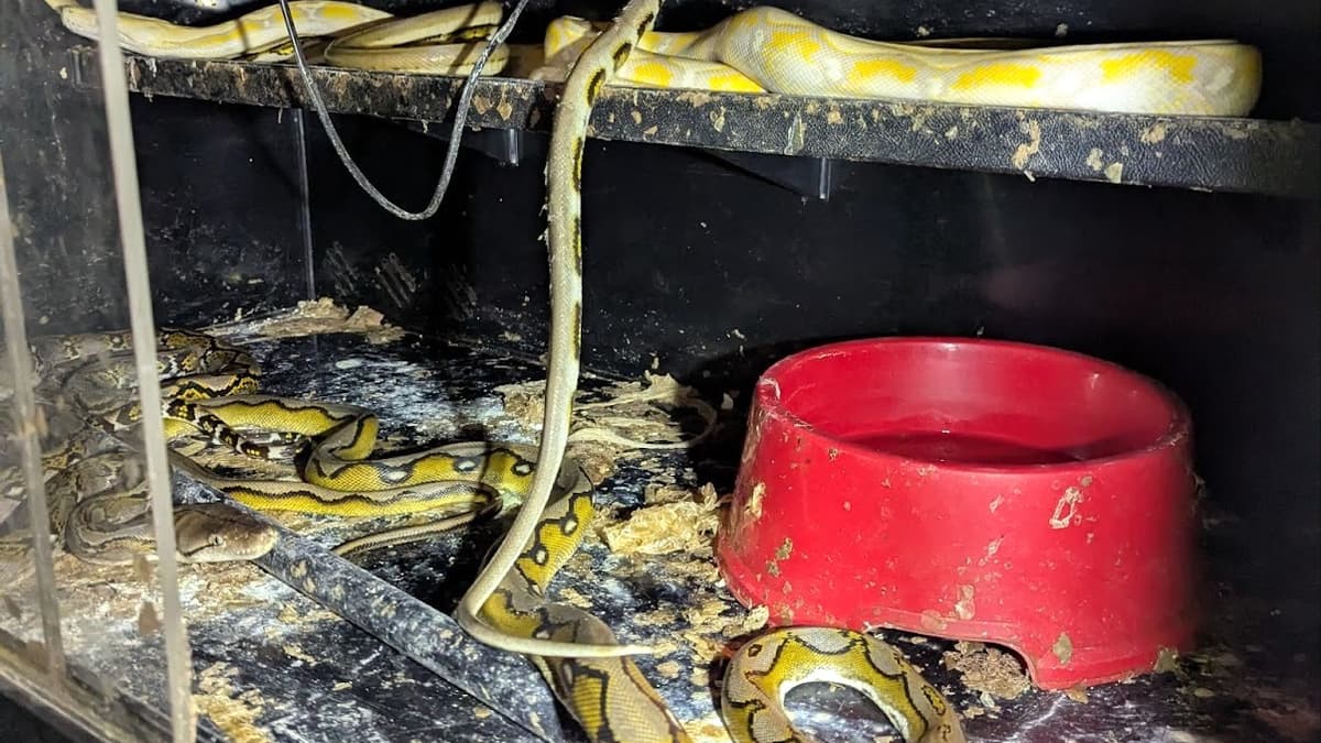 Pembrokeshire couple jailed for animal cruelty after 52 animals found ...