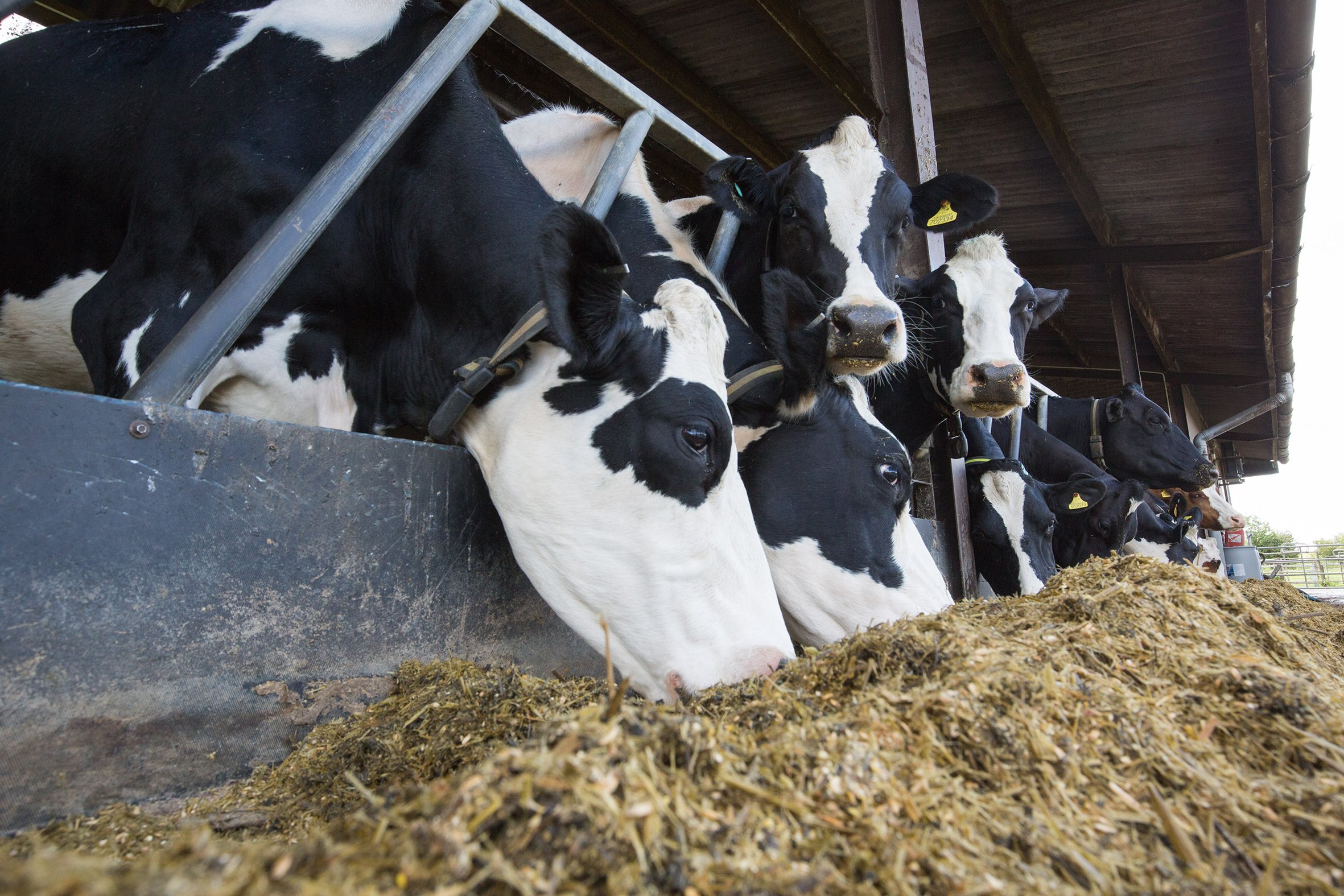Heat stress mitigation more important for cows in changing climate ...