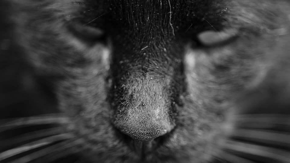 Welsh Government Releases Files on Big Cat Sightings | tenby-today.co.uk
