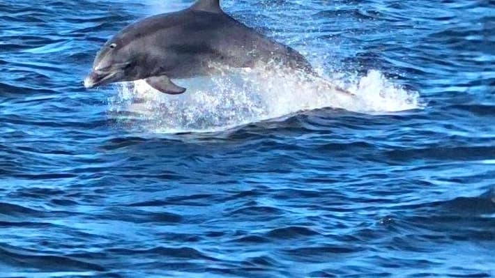 Dolphins delight Waverley paddle steamer passengers in Pembrokeshire ...